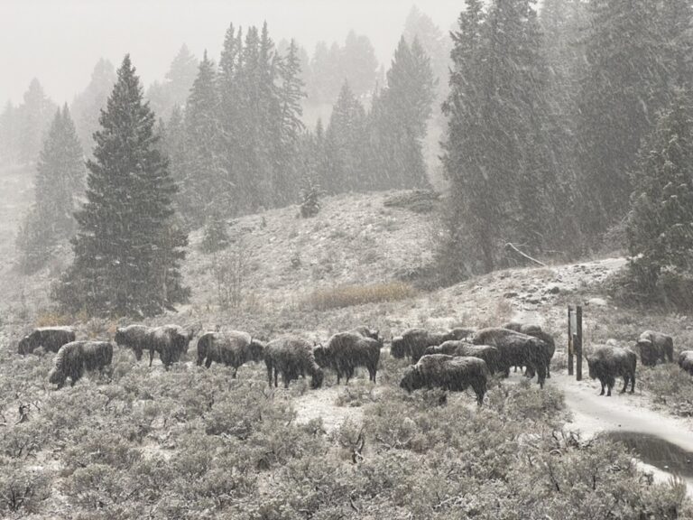 Some Thoughts on the Near-Extinction of the Buffalo - Listening To America