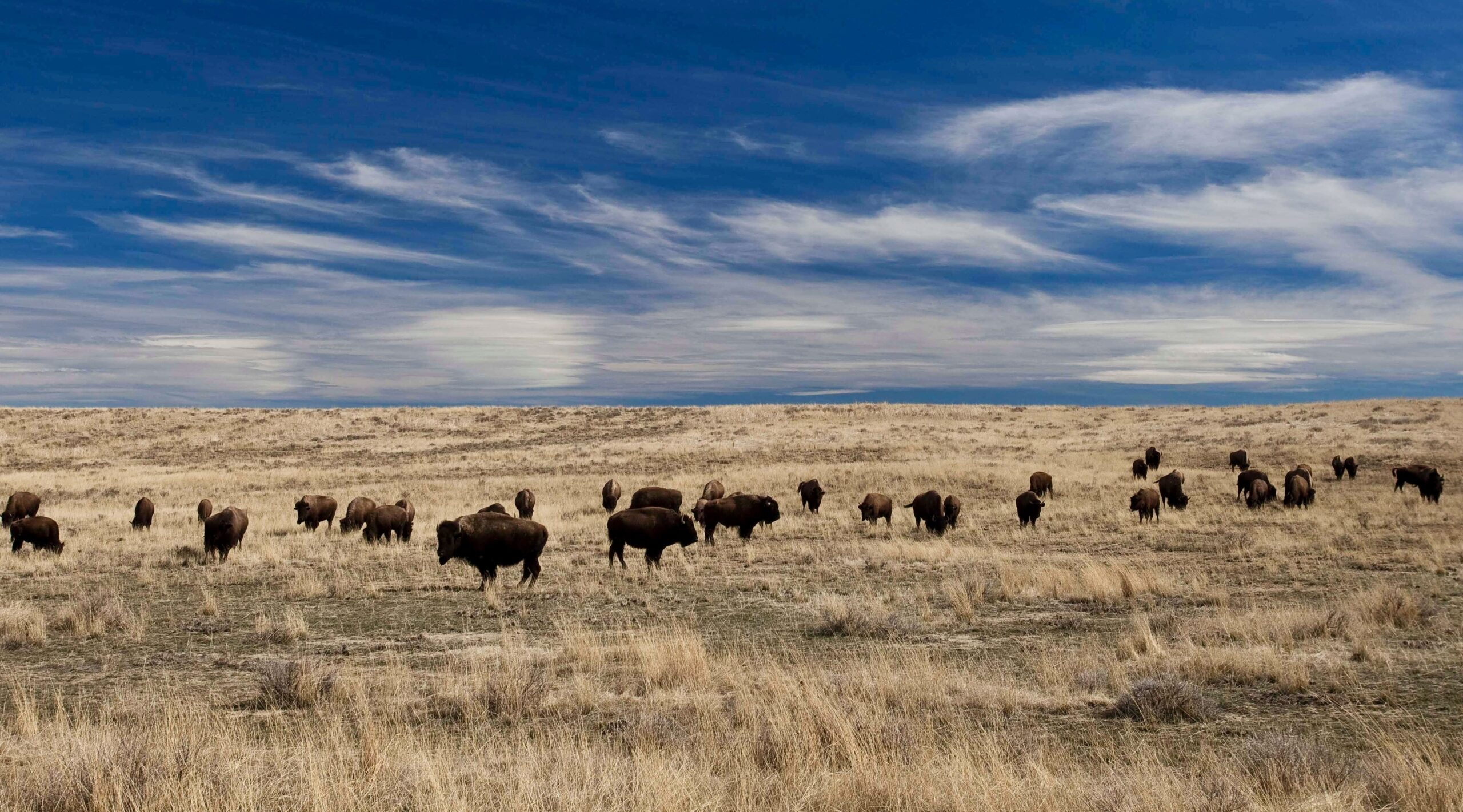 A Struggle for the Public Commons: Buffalo, the Department of Interior ...